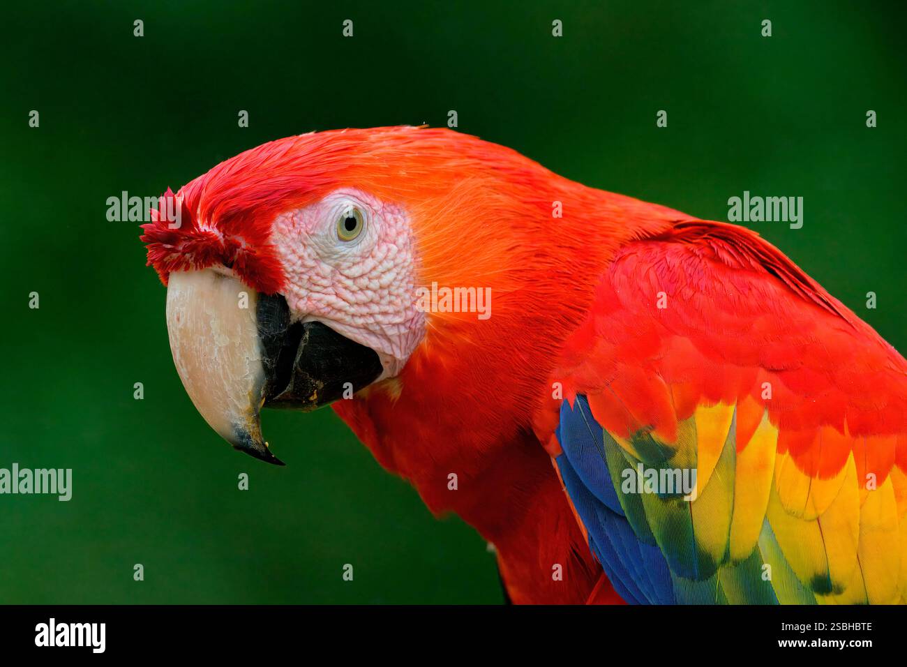 Hybrid Scarlet x Great Green Macaw (Ara macao x militaris), Portrait ...