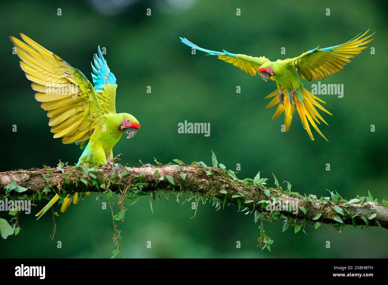Two Great Green Macaws or Grand Military Macaws (Ara ambiguus) flying ...