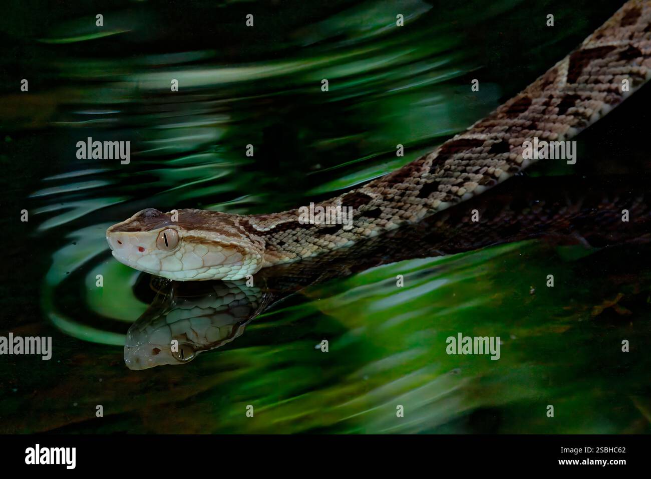 Fer de Lance (Bothrops lanceolatus) swimming, Costa Rica Stock Photo ...