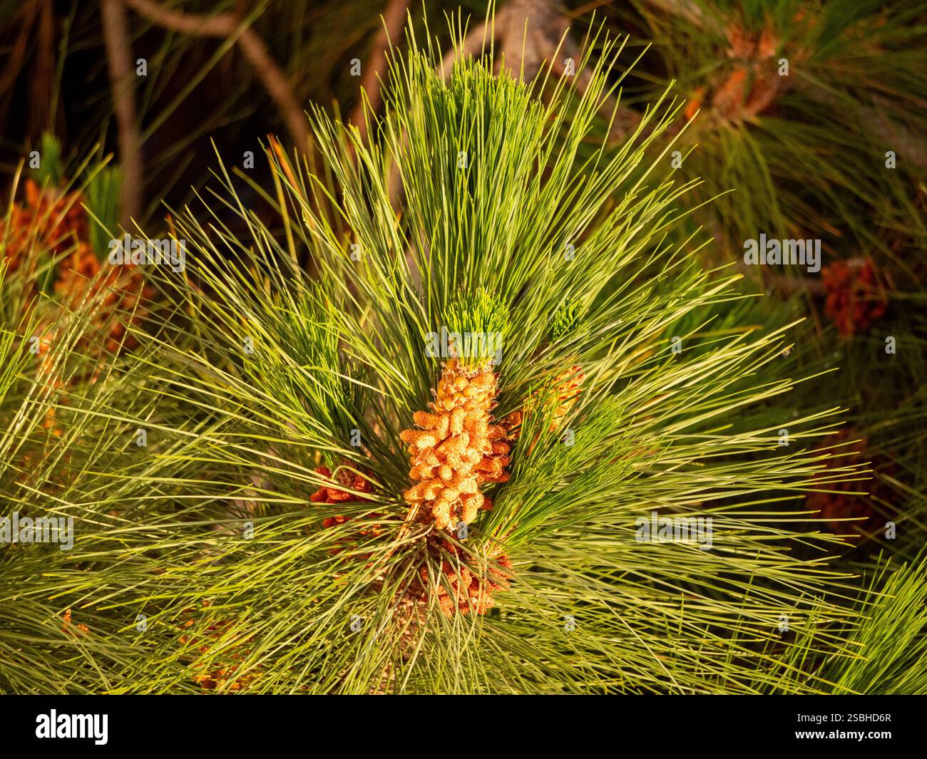 Branches of the Canary Island pine (Pinus canariensis). Taken in Porto ...