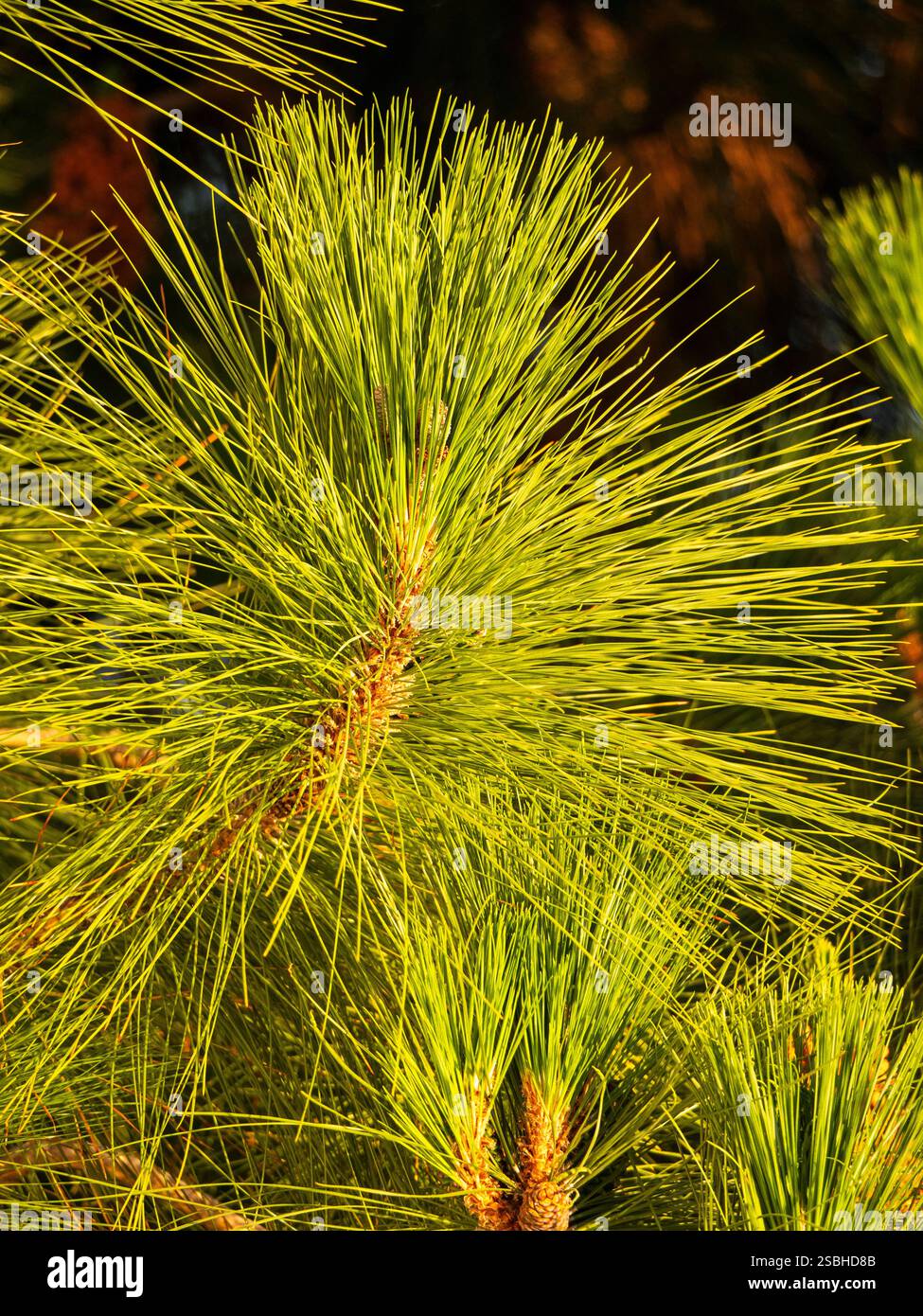 Branches of the Canary Island pine (Pinus canariensis). Taken in Porto ...