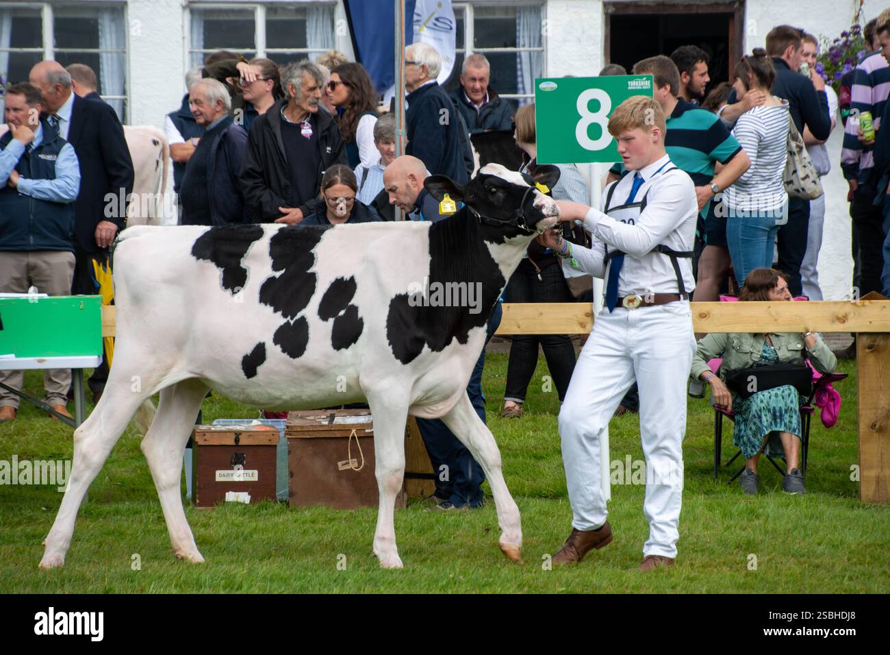 Holstein Friesian Cow at The Great Yorkshire Show , England Stock Photo ...