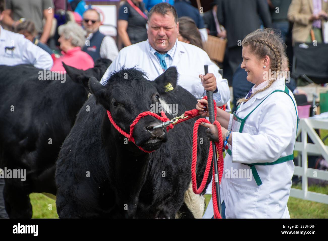 Aberdeen Angus Cow at The Great Yorkshire Show, England Stock Photo - Alamy