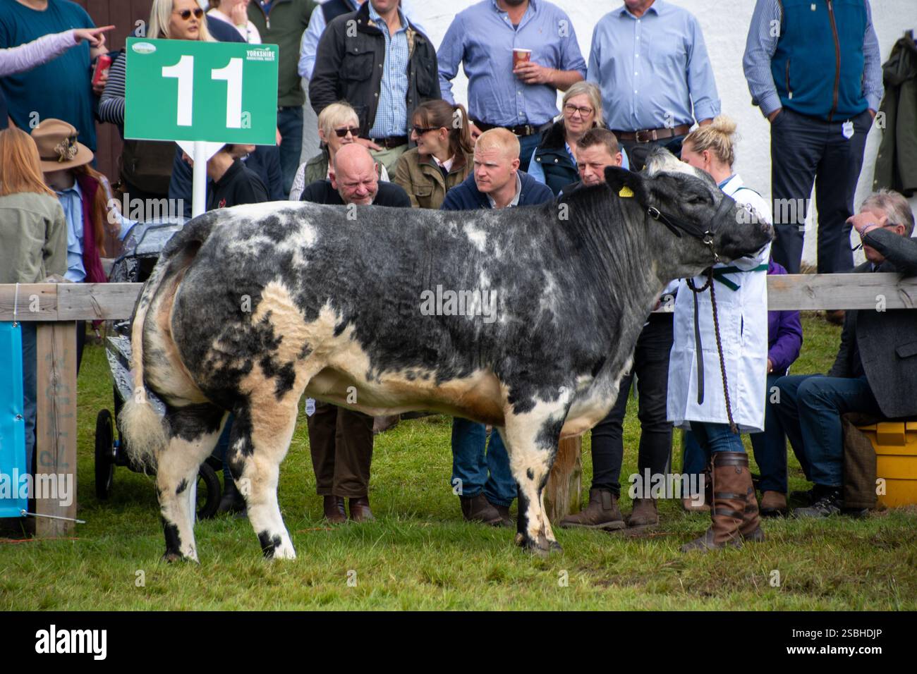 Belgian Blue Cow at The Great Yorkshire Show, England Stock Photo - Alamy