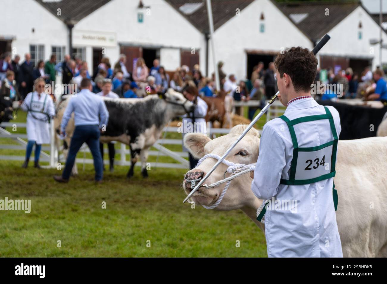 British Charolais Cow at The Great Yorkshire Show, England Stock Photo ...