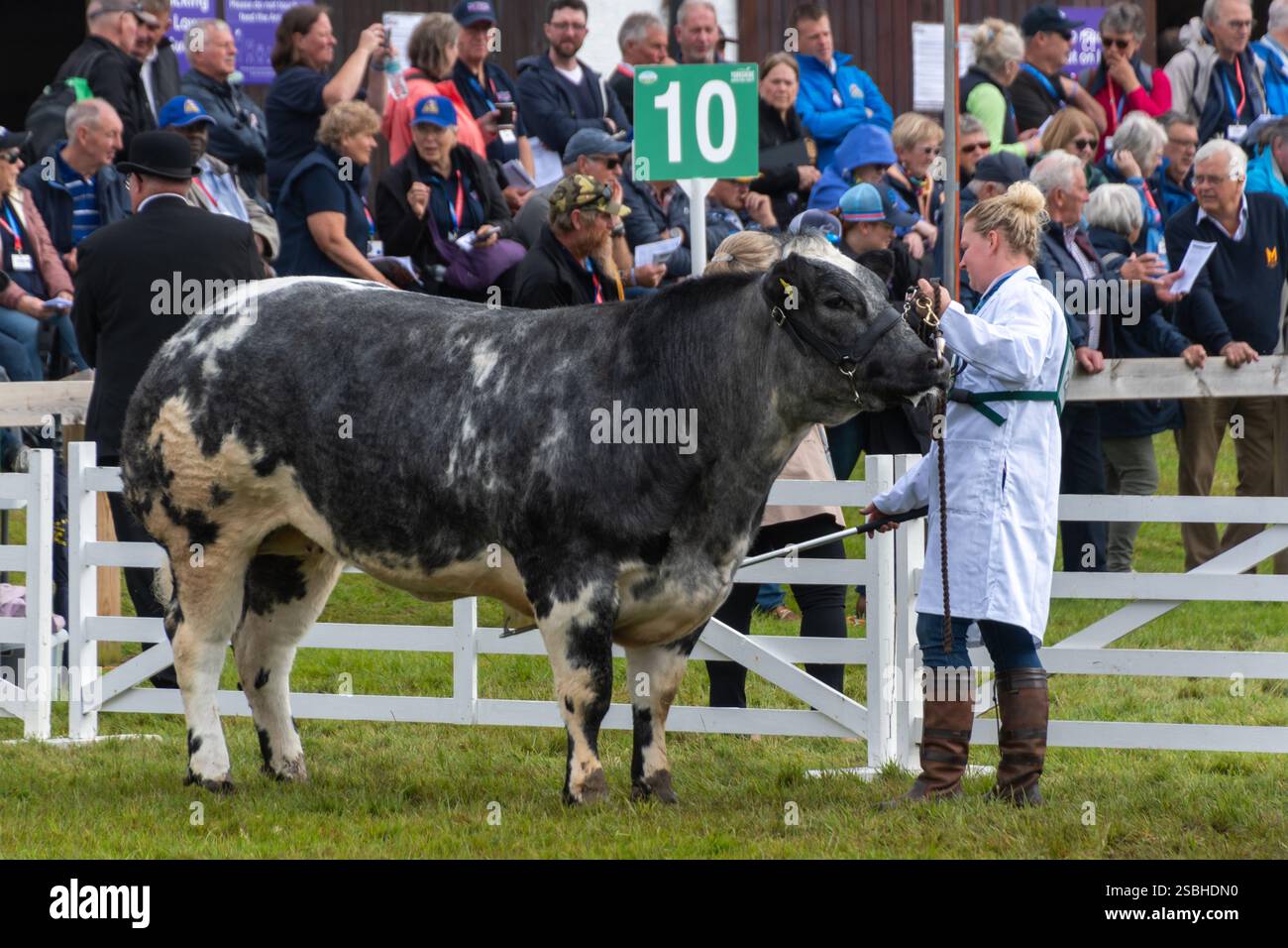 Belgian Blue Cow at The Great Yorkshire Show, England Stock Photo - Alamy