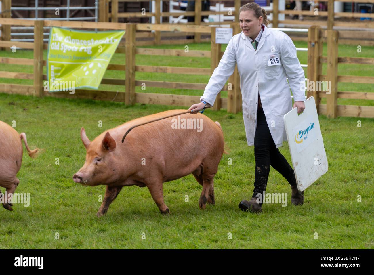 Tamworth Pig at The Great Yorkshire Show, England Stock Photo - Alamy