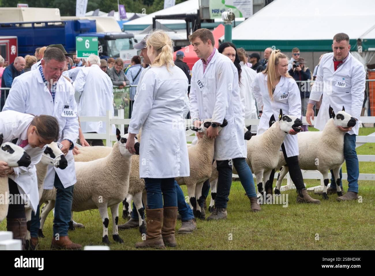 Kerry Hill Sheep at The Great Yorkshire Show, England Stock Photo - Alamy