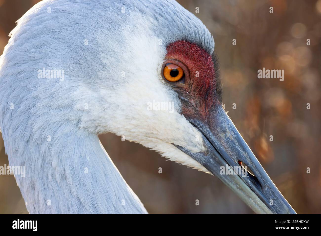 Sandhill crane (Grus canadensis), George C Reifel Migratory Bird ...