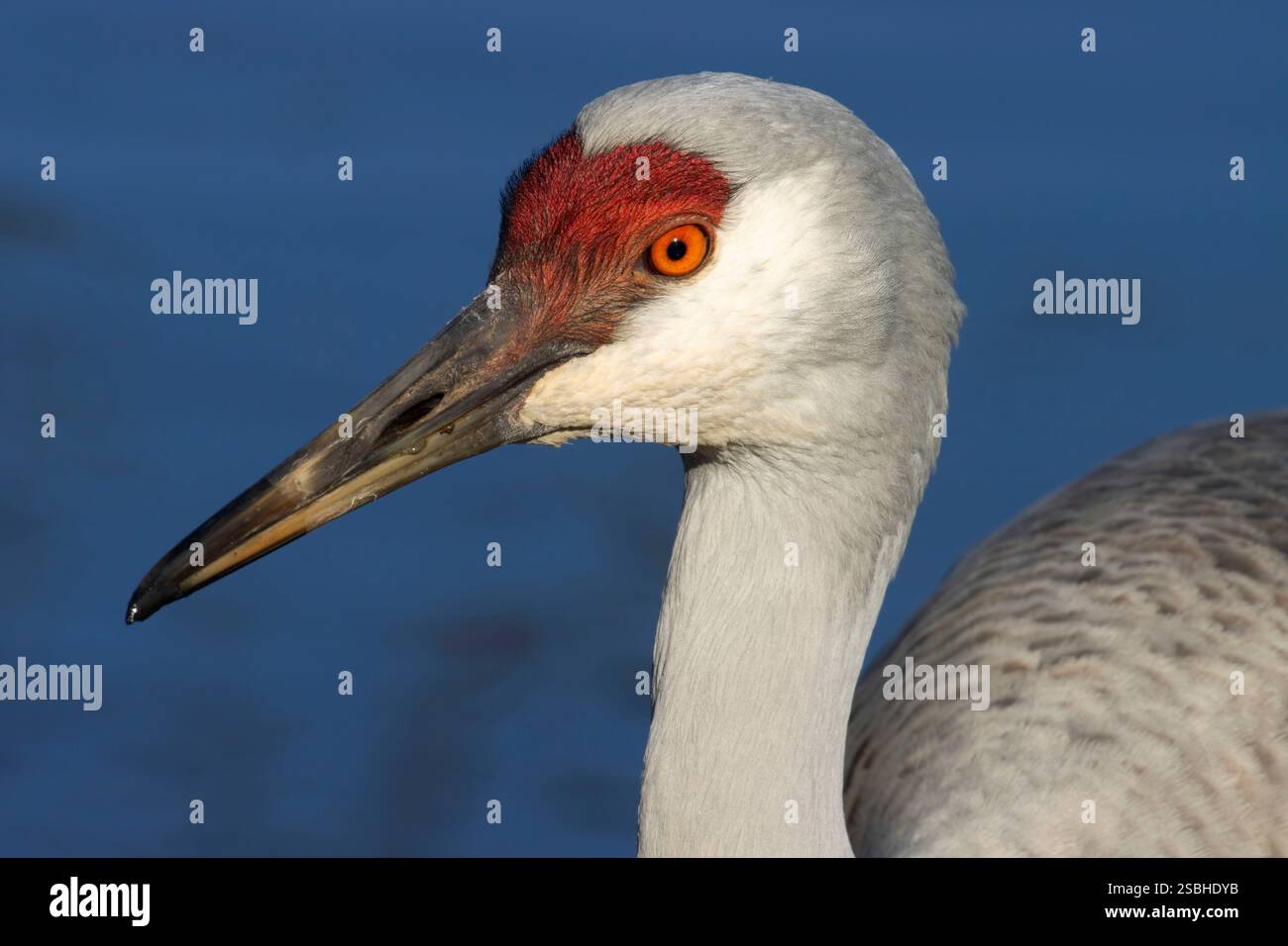 Sandhill crane (Grus canadensis), George C Reifel Migratory Bird ...