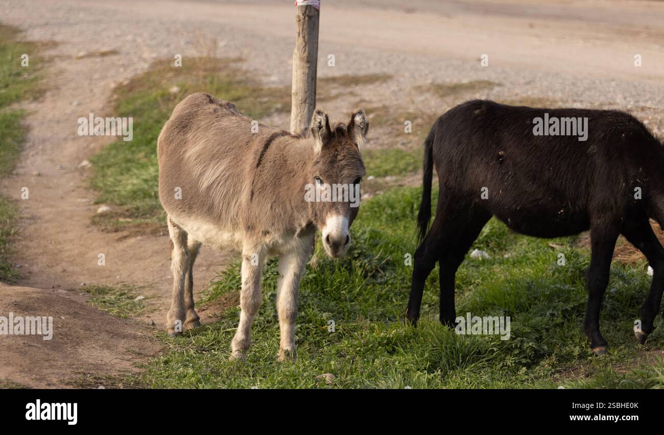 Kyzyl suu issyk kul region hi-res stock photography and images - Alamy