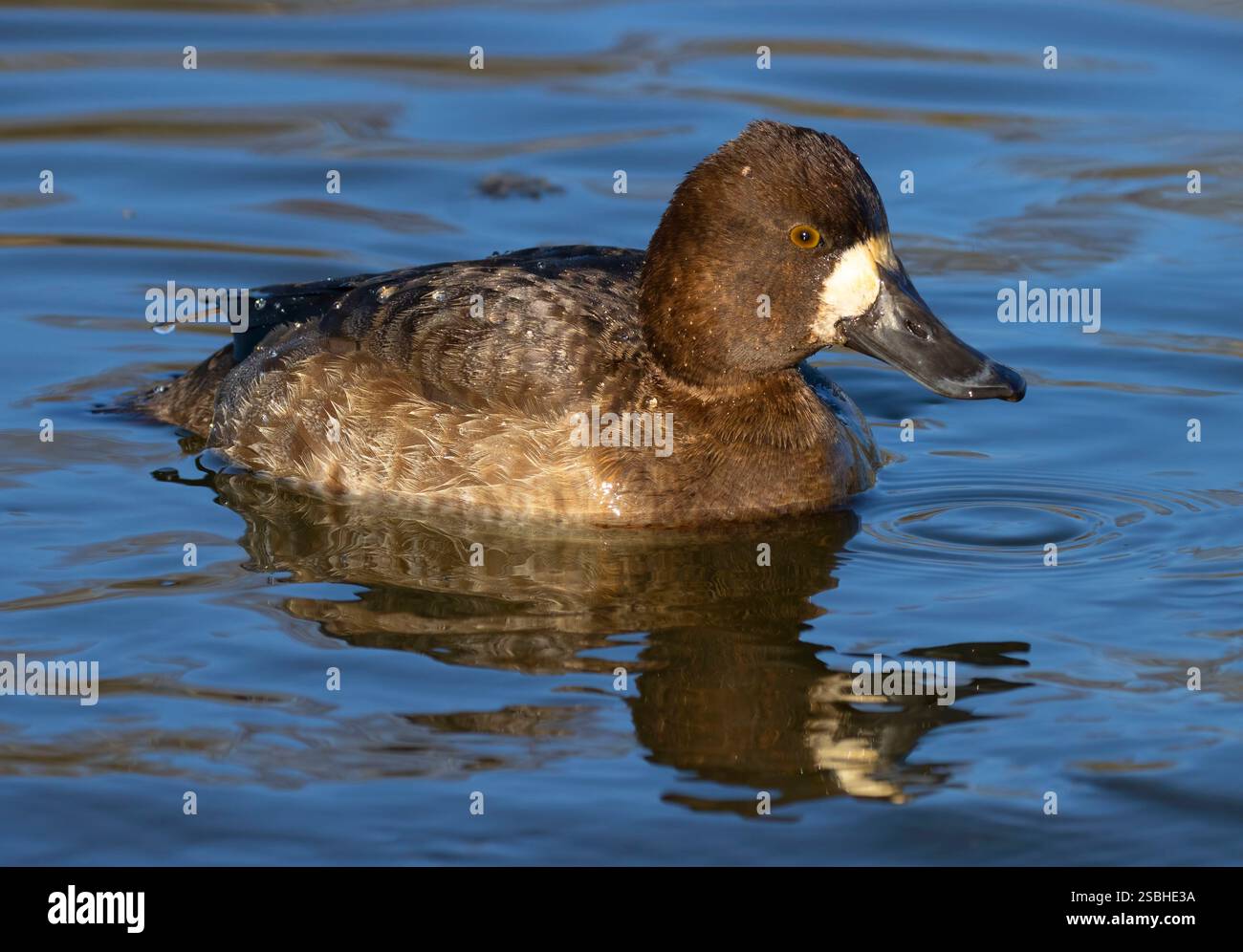 Lesser Scaup (Aythya affinis), George C Reifel Migratory Bird Sanctuary ...