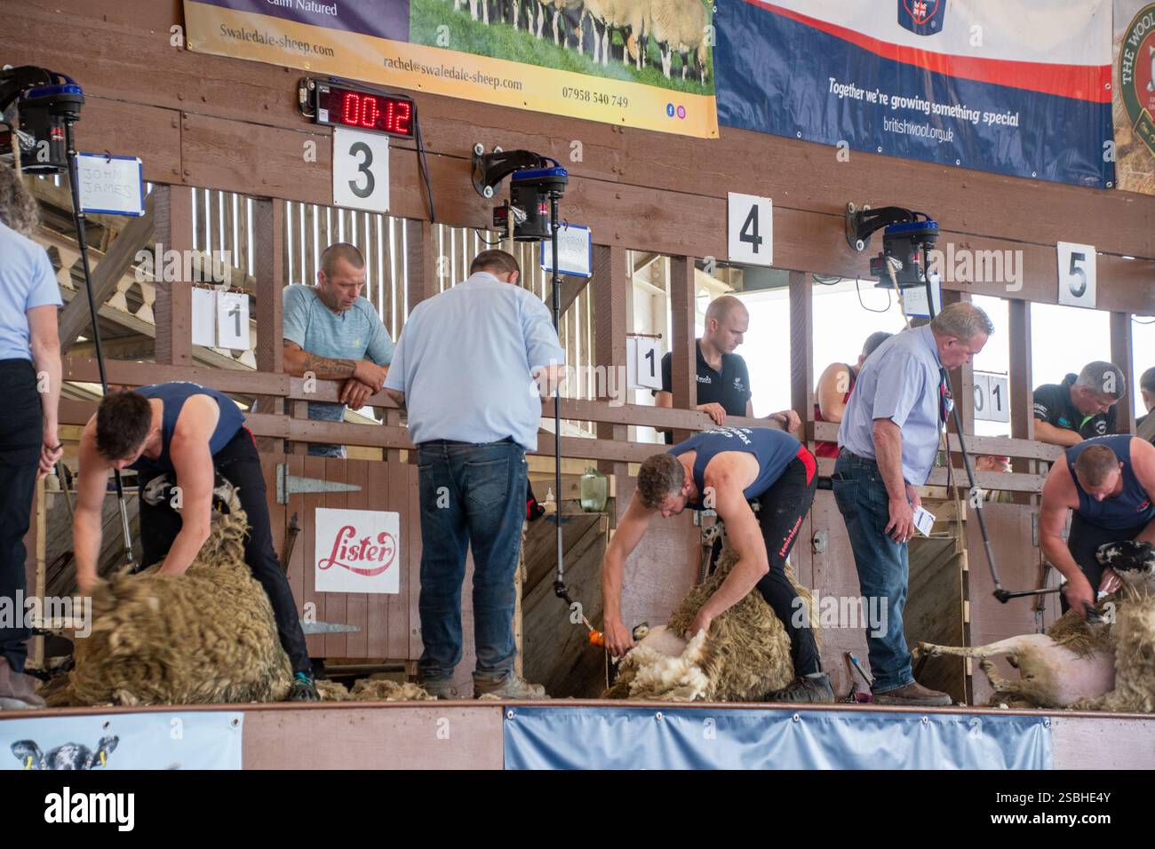 Sheep Shearing at The Great Yorkshire Show, England Stock Photo - Alamy