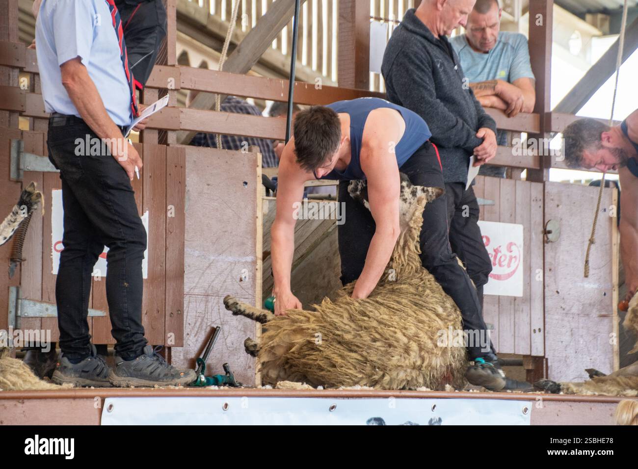 Sheep Shearing at The Great Yorkshire Show, England Stock Photo - Alamy