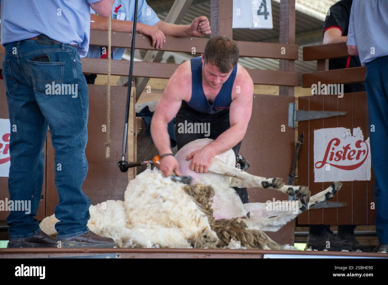 Sheep Shearing at The Great Yorkshire Show, England Stock Photo - Alamy