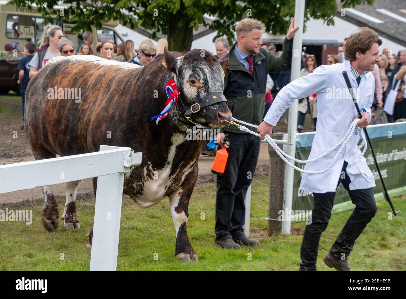 Belgian Blue cow at The Great Yorkshire Show, England Stock Photo - Alamy