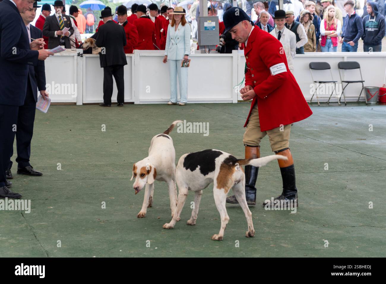Dog Competition at The Great Yorkshire Show, England Stock Photo - Alamy
