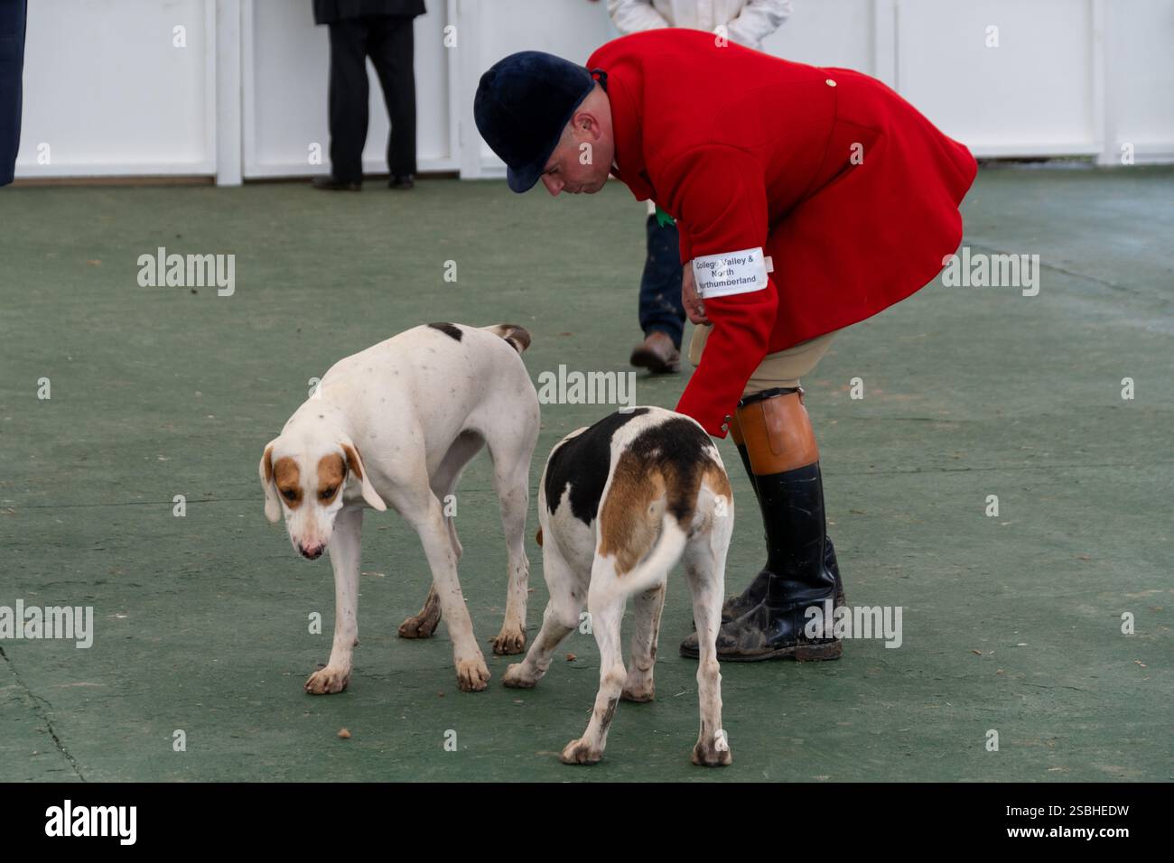 Dog Competition at The Great Yorkshire Show, England Stock Photo - Alamy