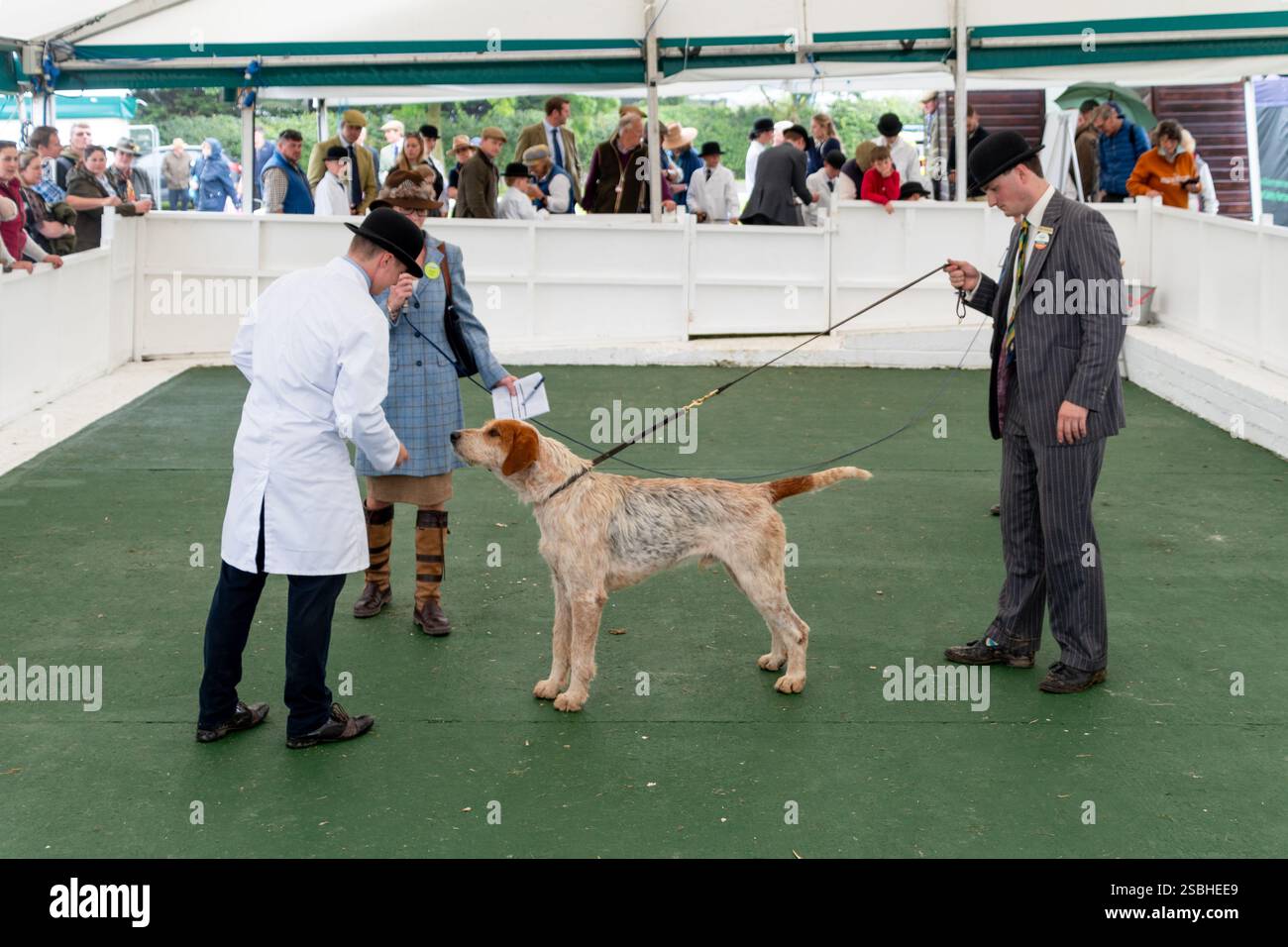 Dog Competition at The Great Yorkshire Show, England Stock Photo - Alamy