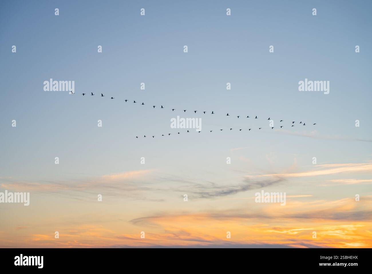 Large flock of birds flying away into the distance. Migratory birds ...