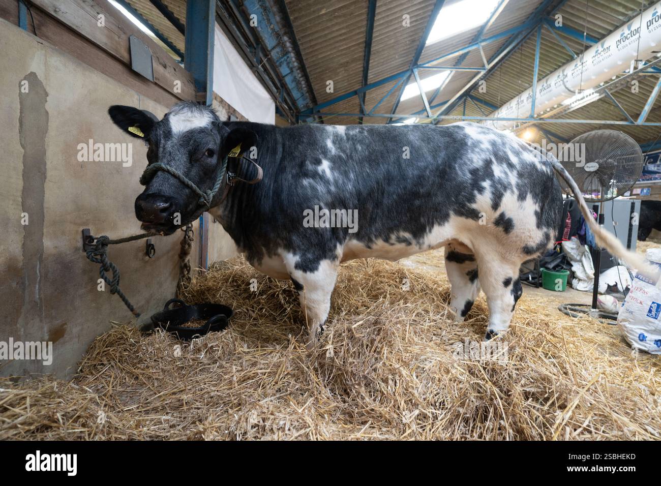 Belgian Blue Cow at The Great Yorkshire Show , England Stock Photo - Alamy