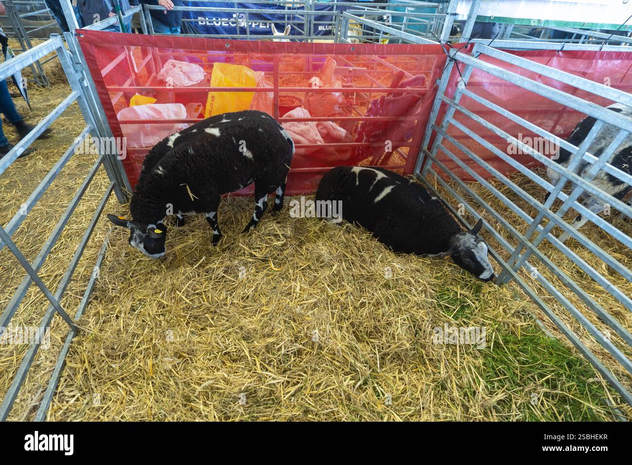 Badger Face Texel at the Great Yorkshire Show, England Stock Photo - Alamy