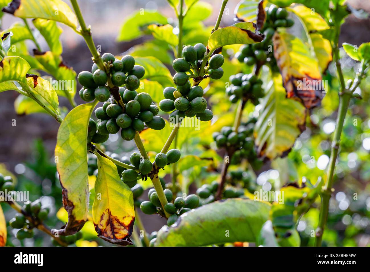A bunch of green coffee beans are hanging from a tree. The leaves are ...