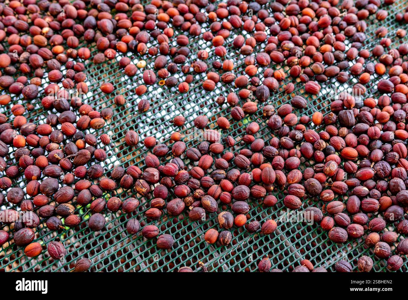 A close up of a bunch of red coffee beans drying on a sieve. The seeds ...