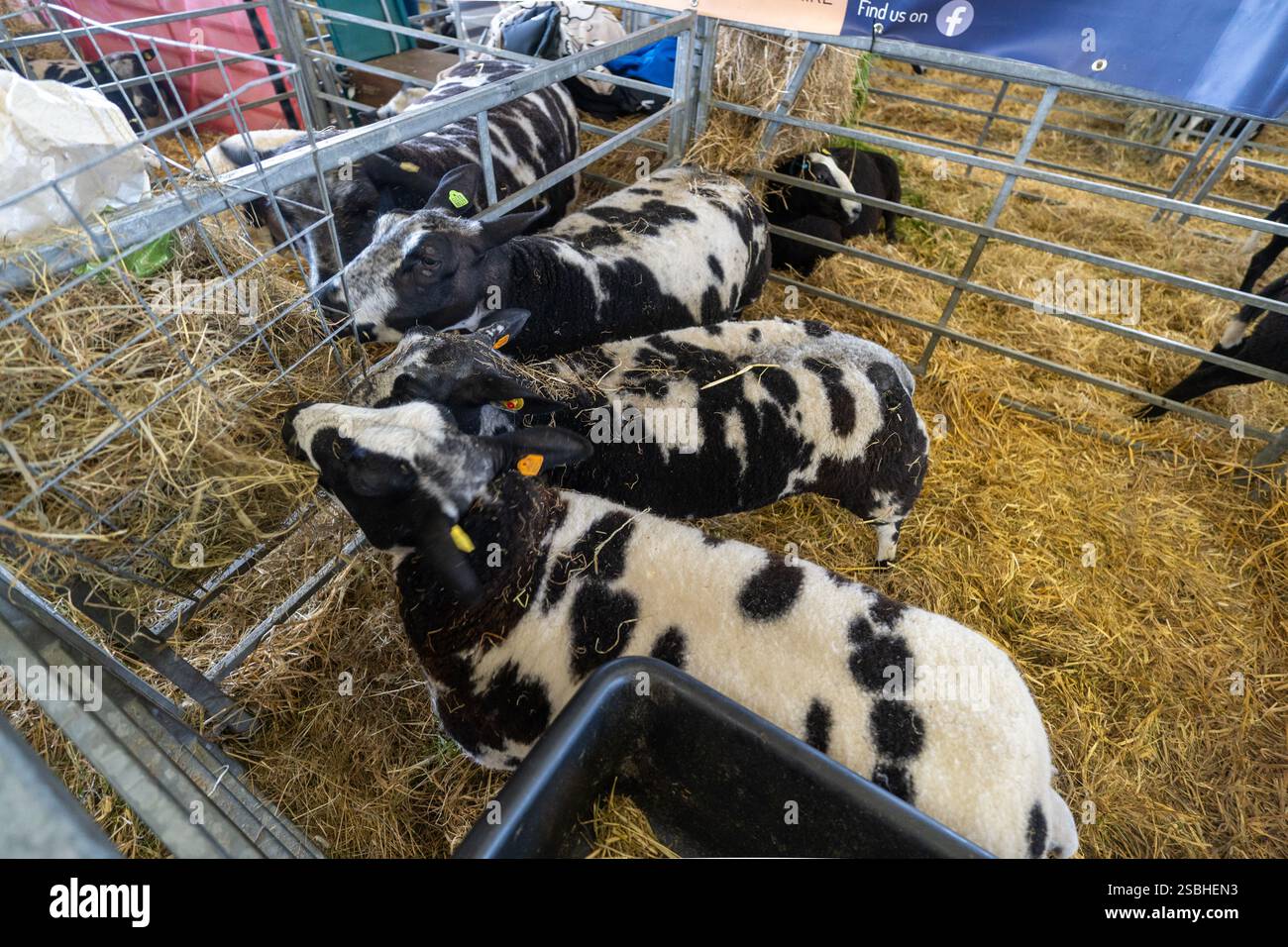 Dutch Spotted Sheep at the Great Yorkshire Show, England Stock Photo ...