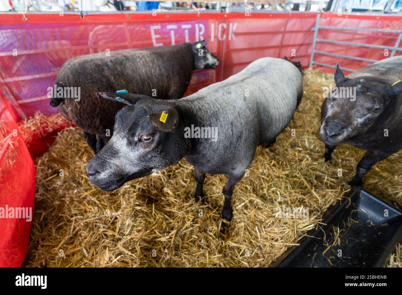 Badger face texel hi-res stock photography and images - Alamy