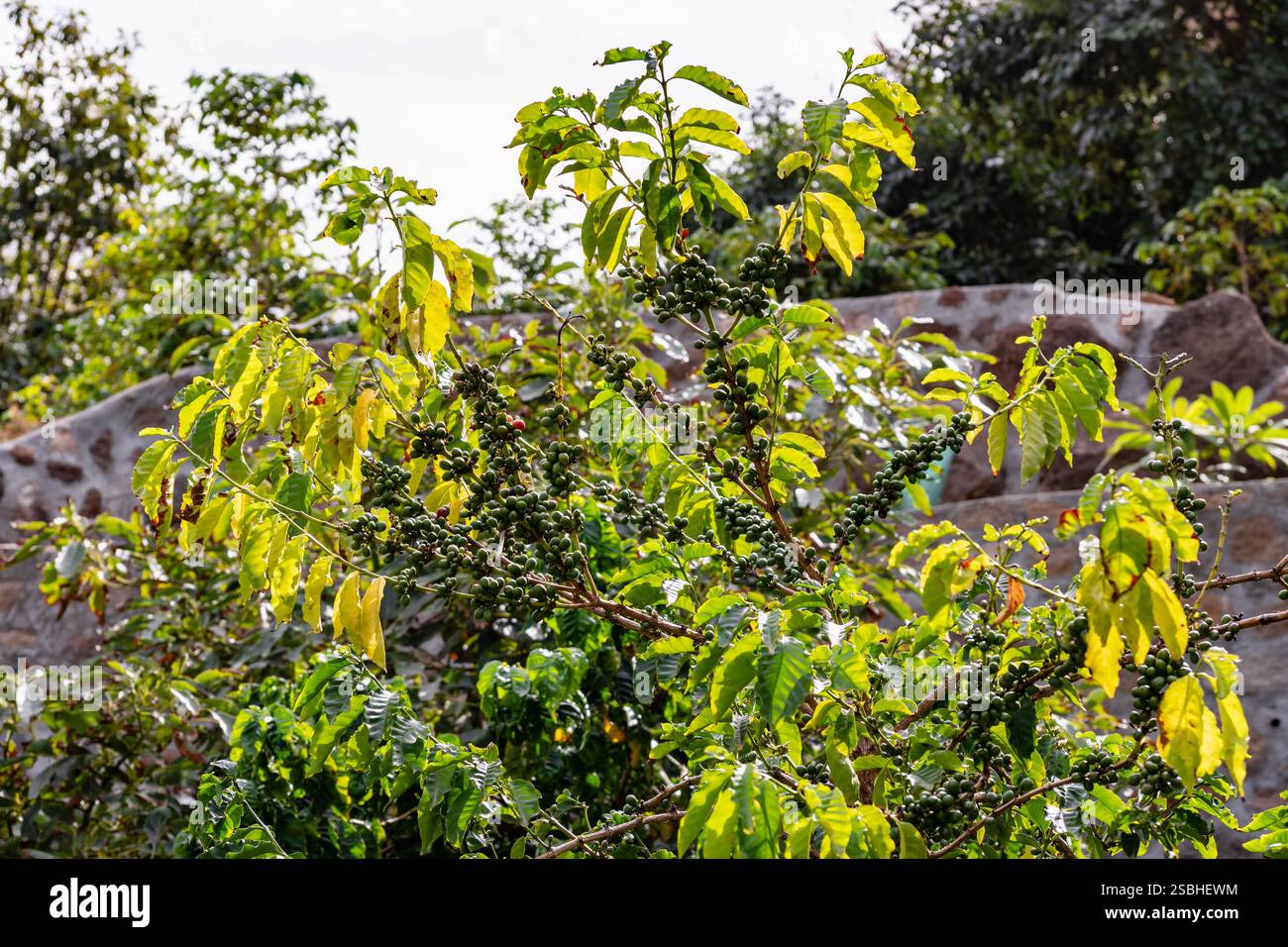 A coffee bean plant with green leaves and brown spots. The leaves are ...