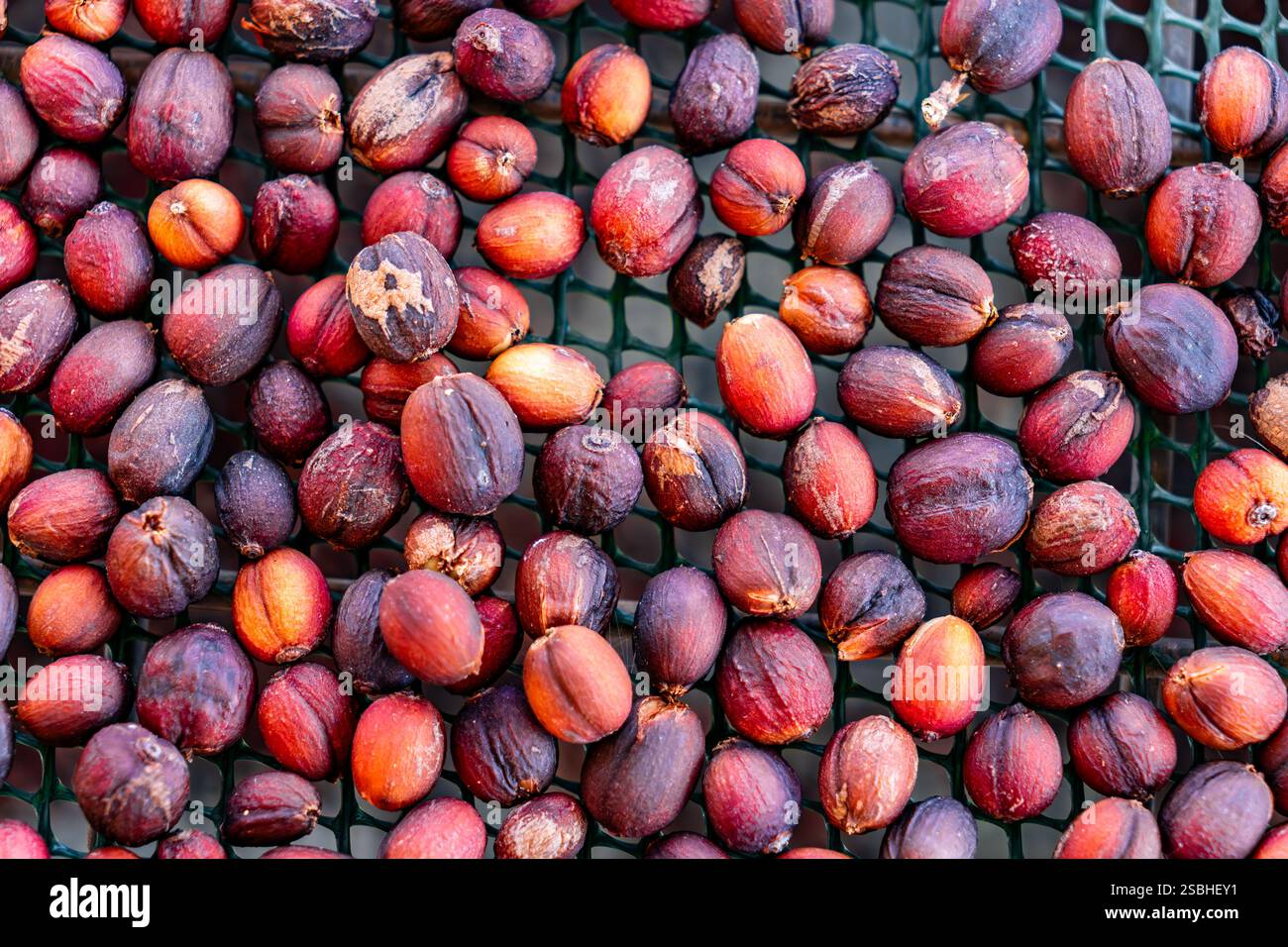 A close up of dried up coffee beans. The beans are brown and wrinkled ...