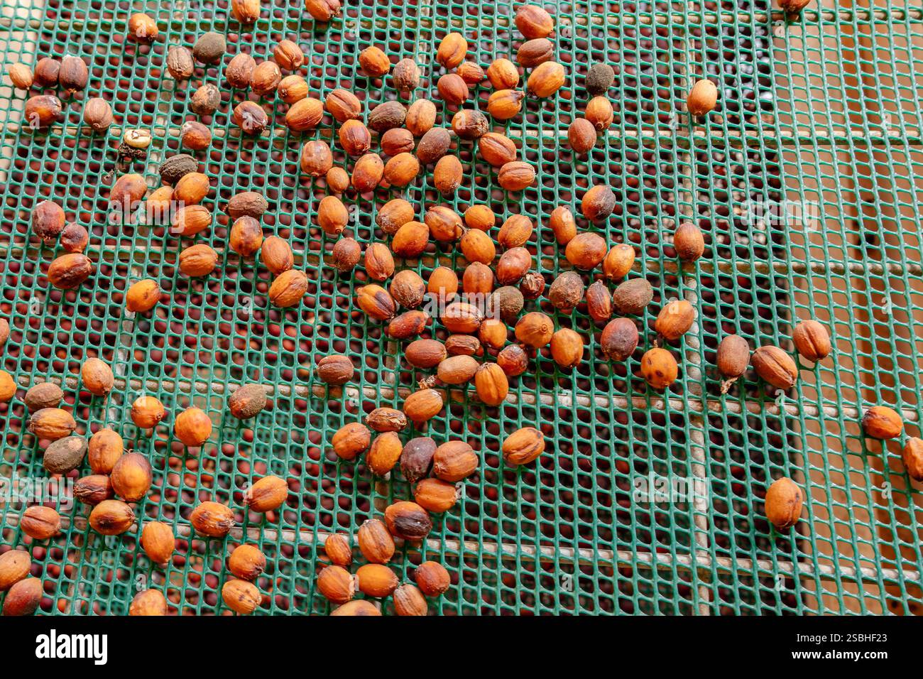 A green mesh with many small brown coffee nuts on it. The nuts are ...