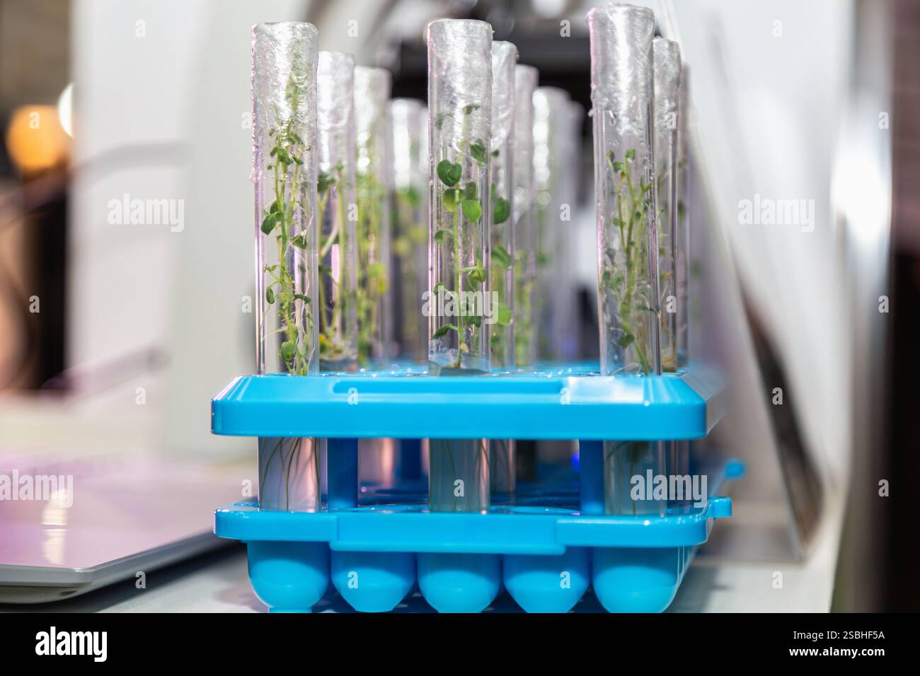 in vitro collection of transgenic potato plant and original varieties ...