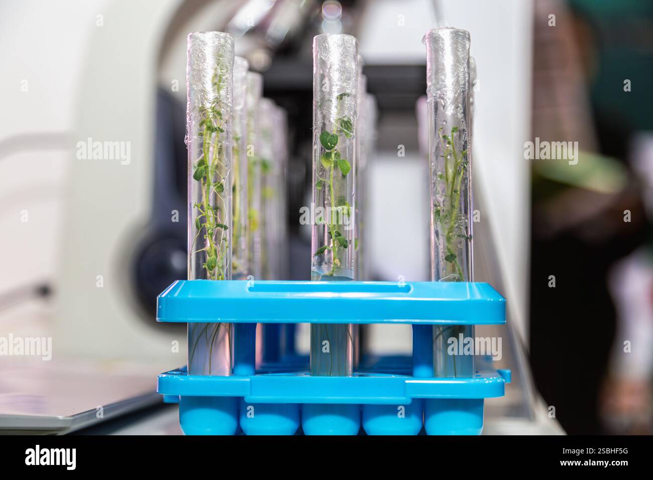 in vitro collection of transgenic potato plant and original varieties ...