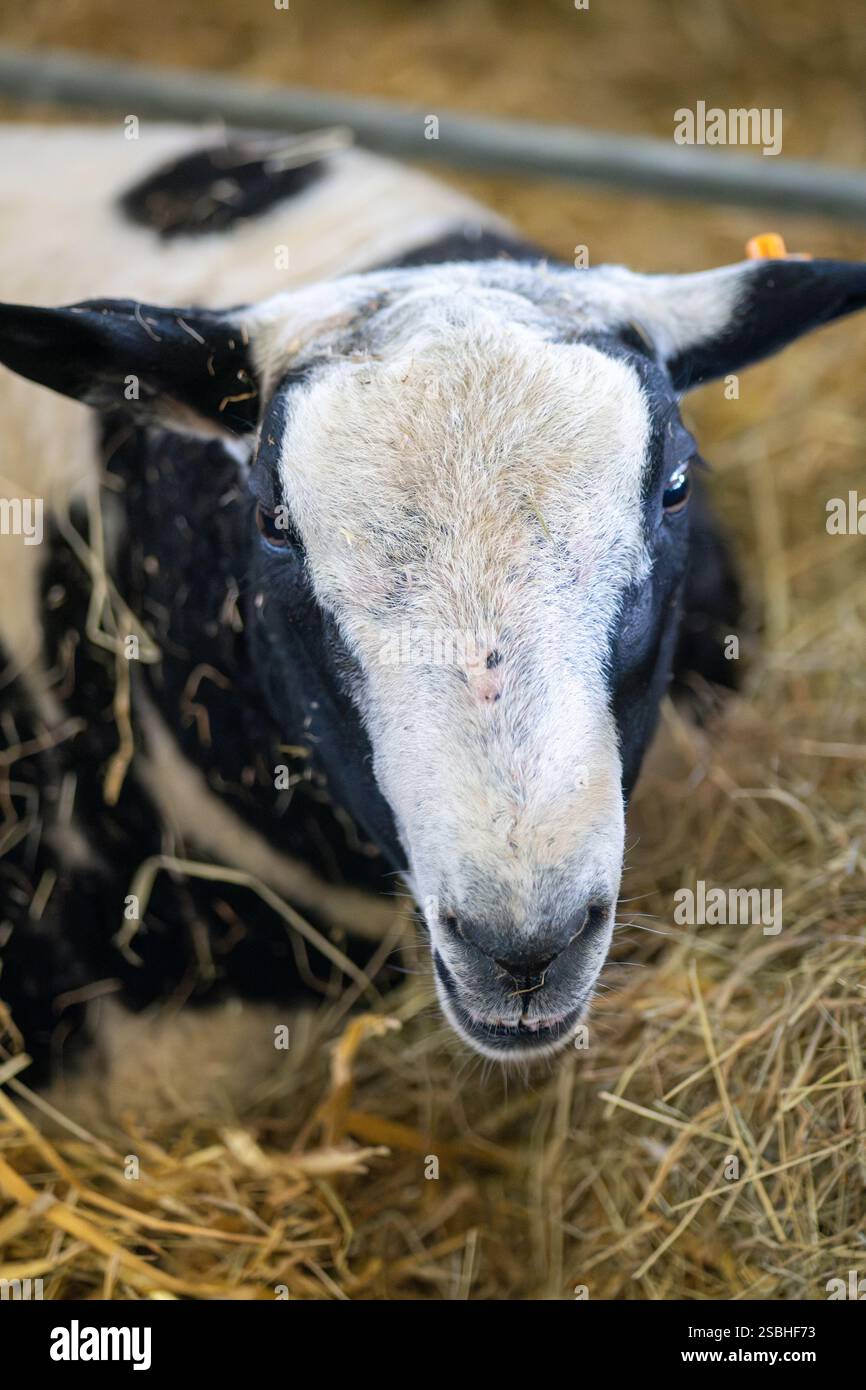 Dutch Spotted Sheep at the Great Yorkshire Show, England Stock Photo ...