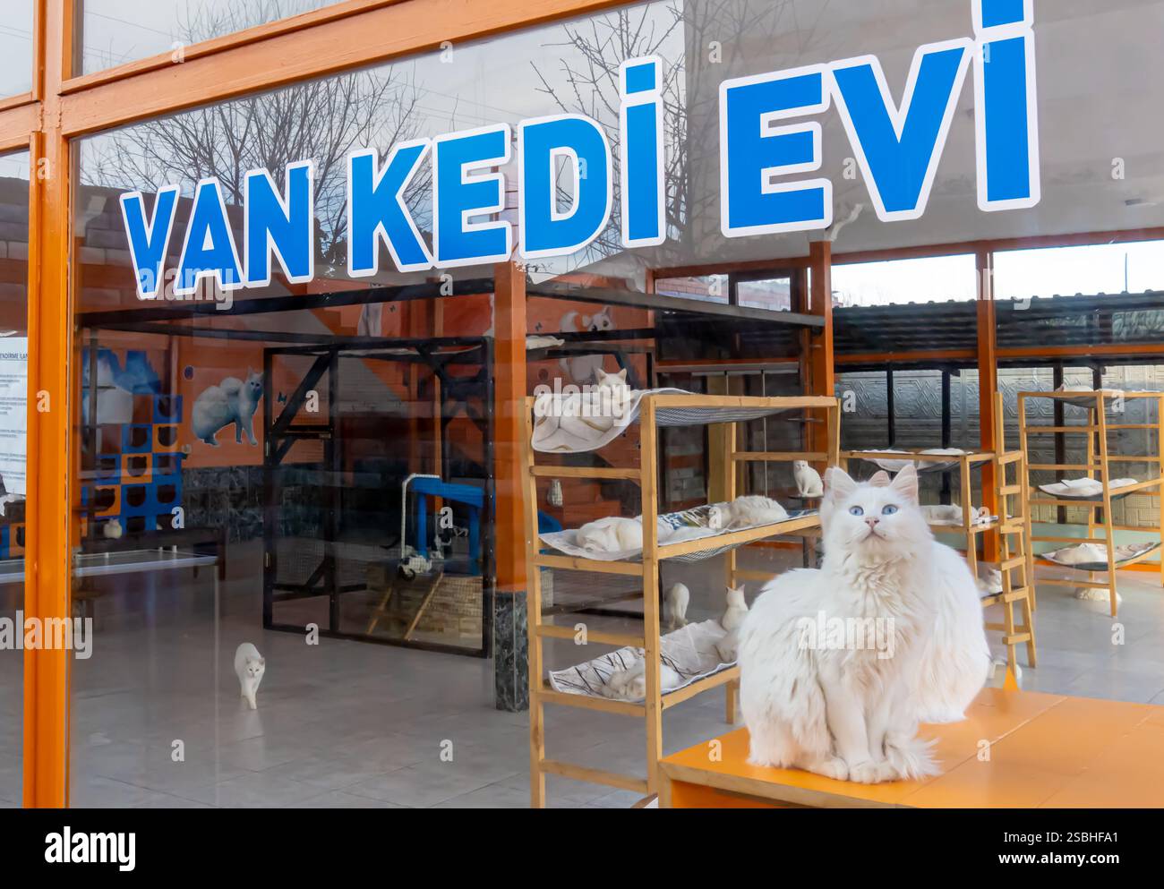 The Van Cat Sanctuary housing cats with a white coat and polychrome ...