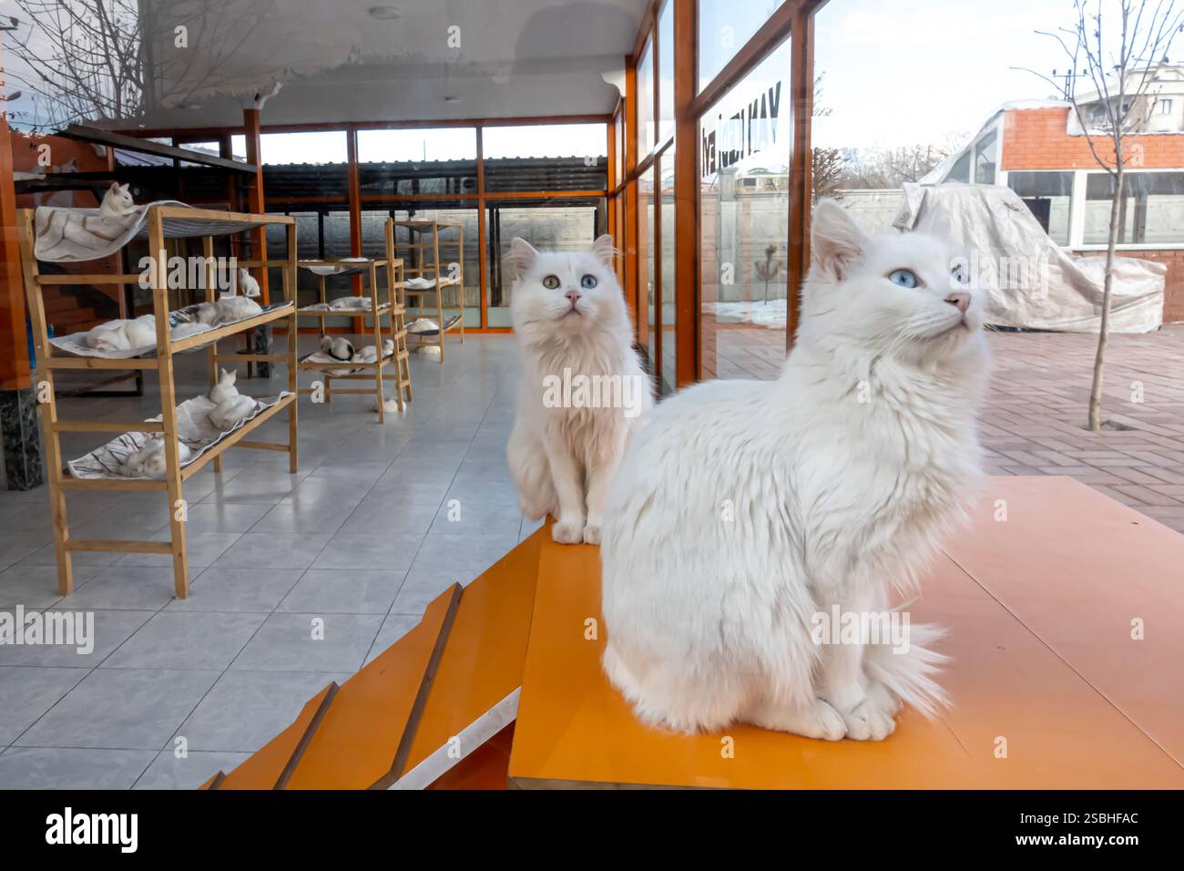The Van Cat Sanctuary housing cats with a white coat and polychrome ...