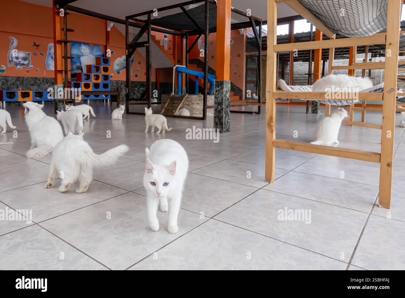 The Van Cat Sanctuary housing cats with a white coat and polychrome ...
