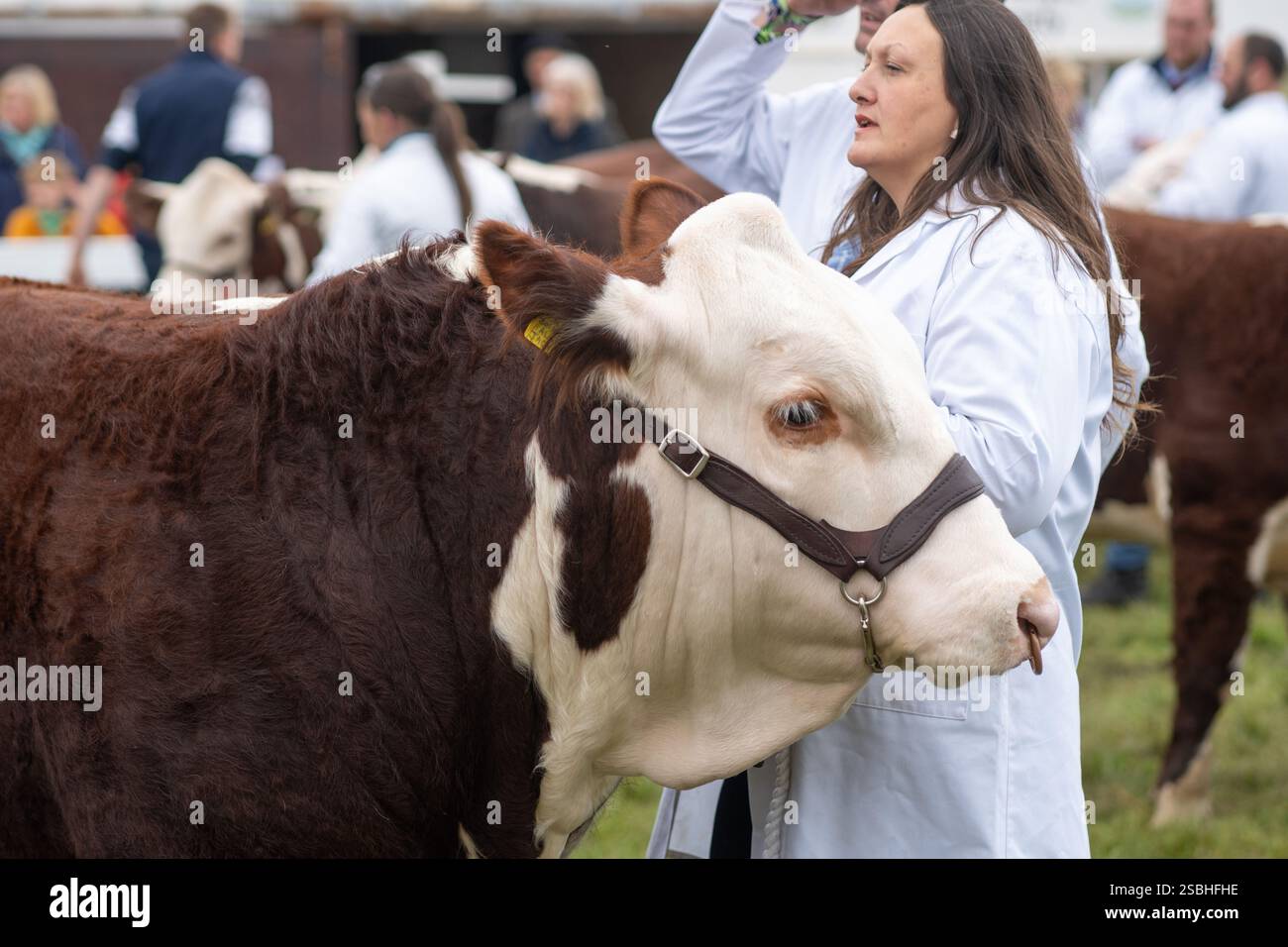 Hereford Cow at The Great Yorkshire Show, England Stock Photo - Alamy