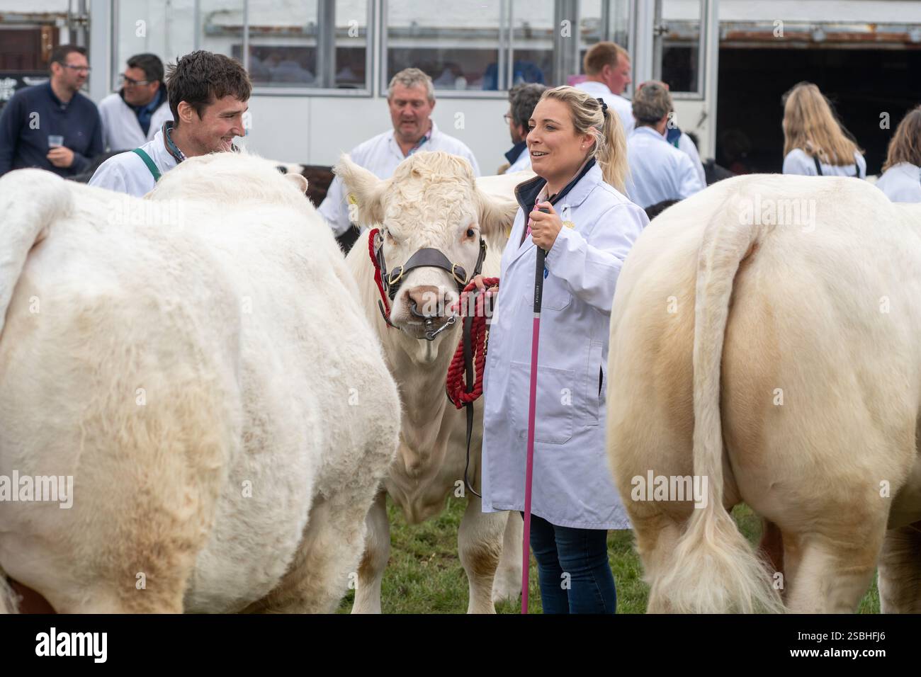 British Charolais Cow at The Great Yorkshire Show, England Stock Photo ...