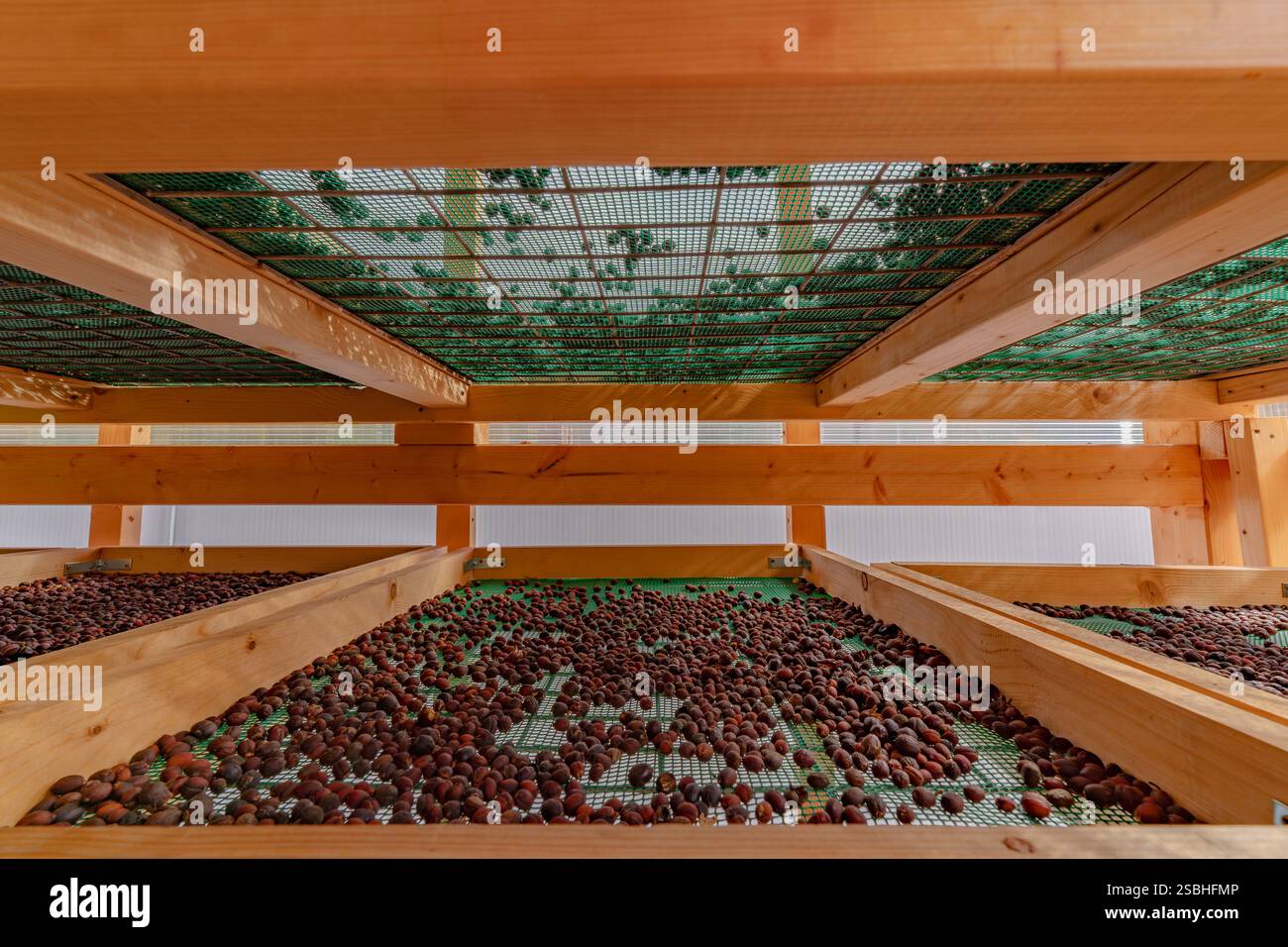 A wooden structure with a mesh top and a pile of coffee beans on it ...