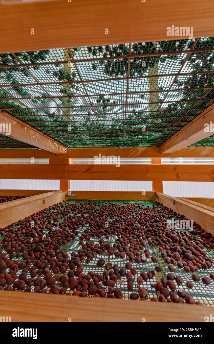A wooden structure with a mesh top and a pile of coffee beans on it ...