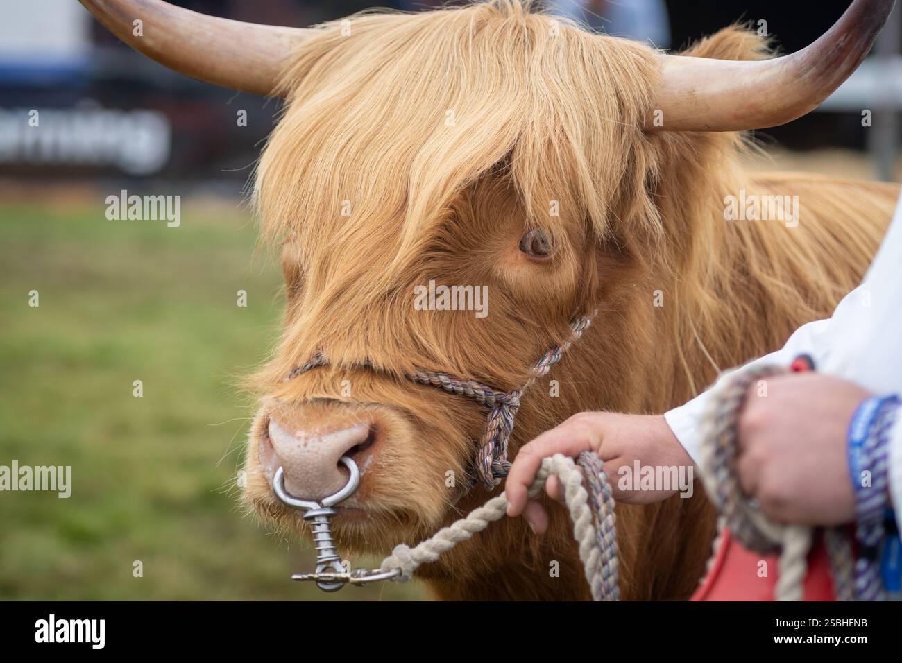 Highland Cattle Cow at The Great Yorkshire Show, England Stock Photo ...