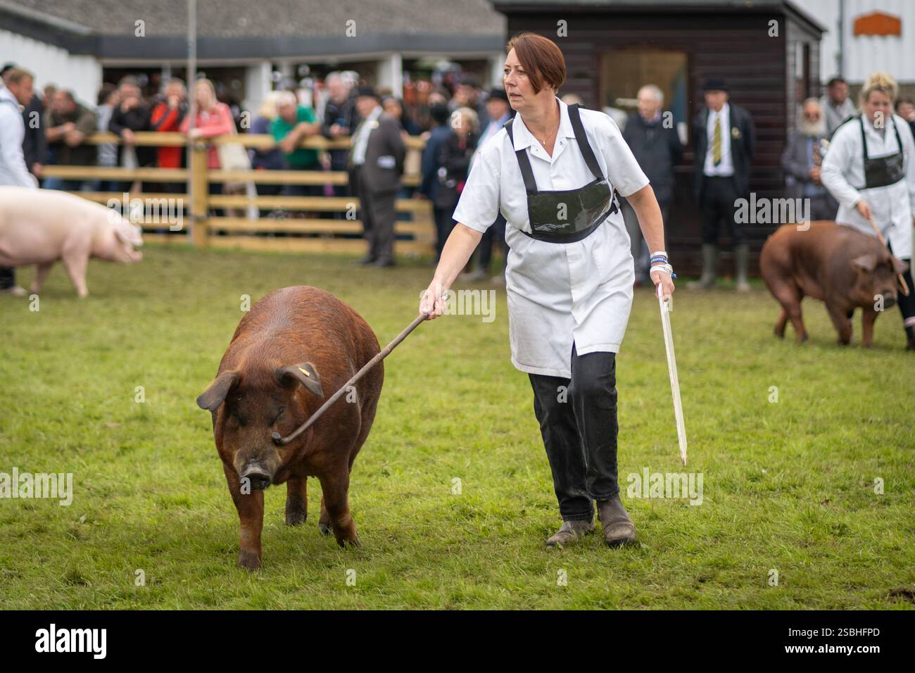 Duroc Pig at The Great Yorkshire Show, England Stock Photo - Alamy