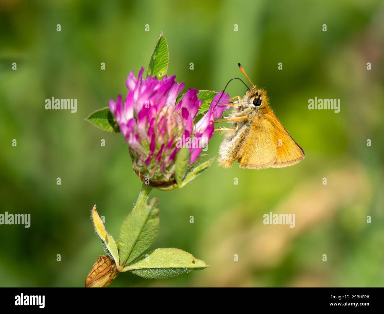 Essex Skipper Feeeding on Red Clover Stock Photo - Alamy