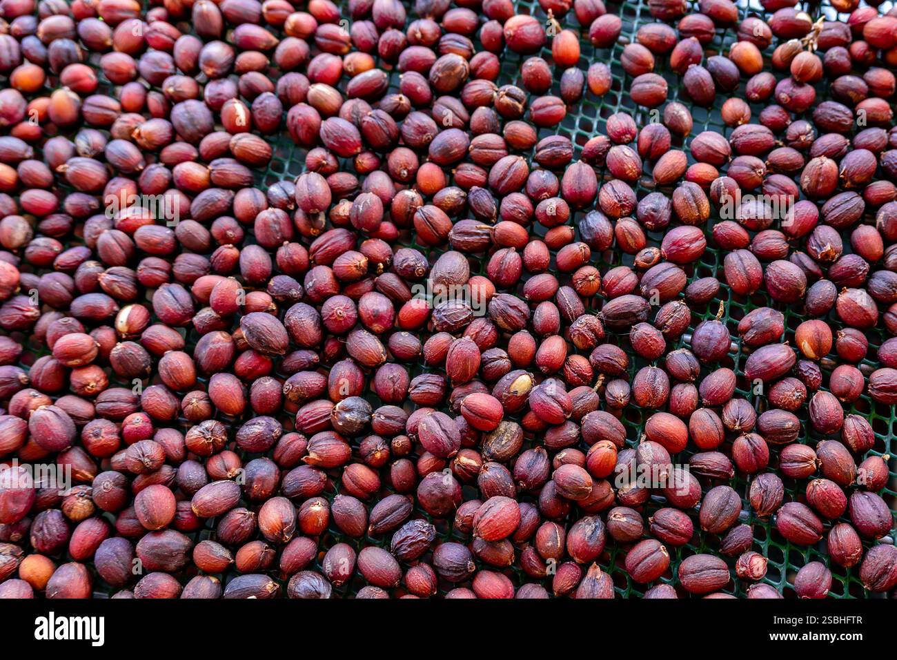 A close up of a bunch of red coffee beans drying on a sieve. The seeds ...