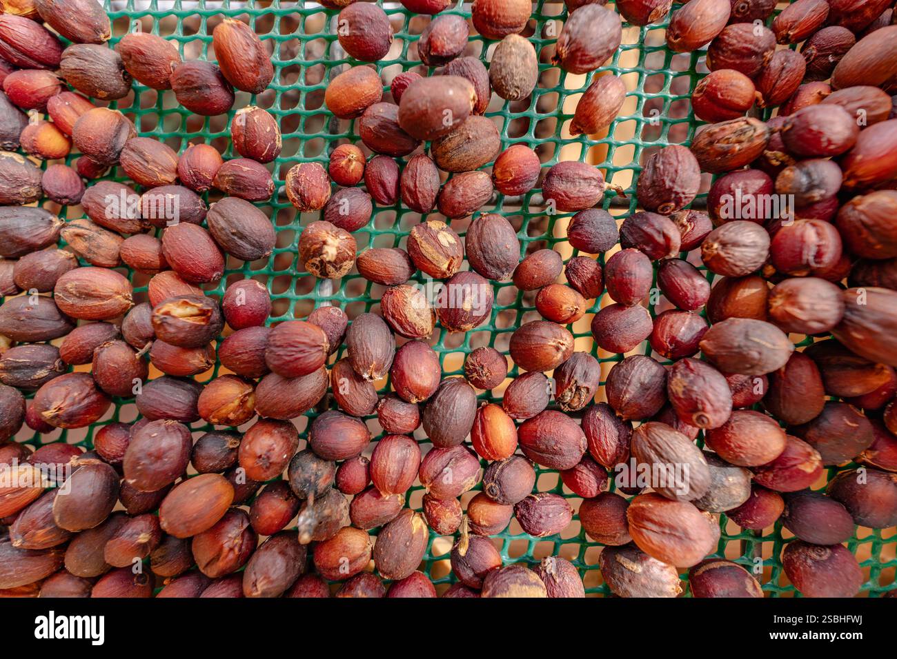 A close up of dried nuts on a mesh screen. The nuts are brown and ...