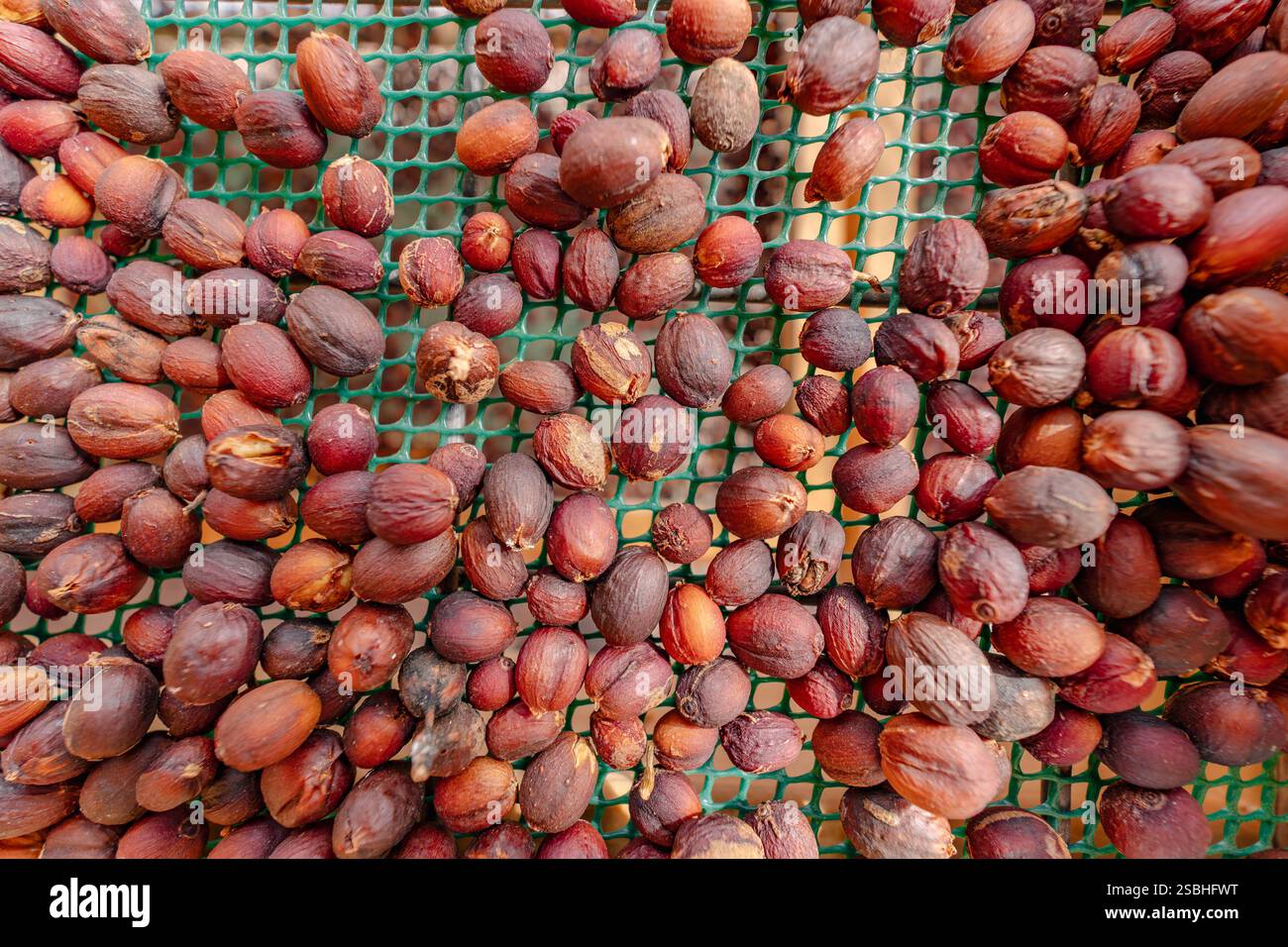 A close up of dried nuts on a mesh screen. The nuts are brown and ...