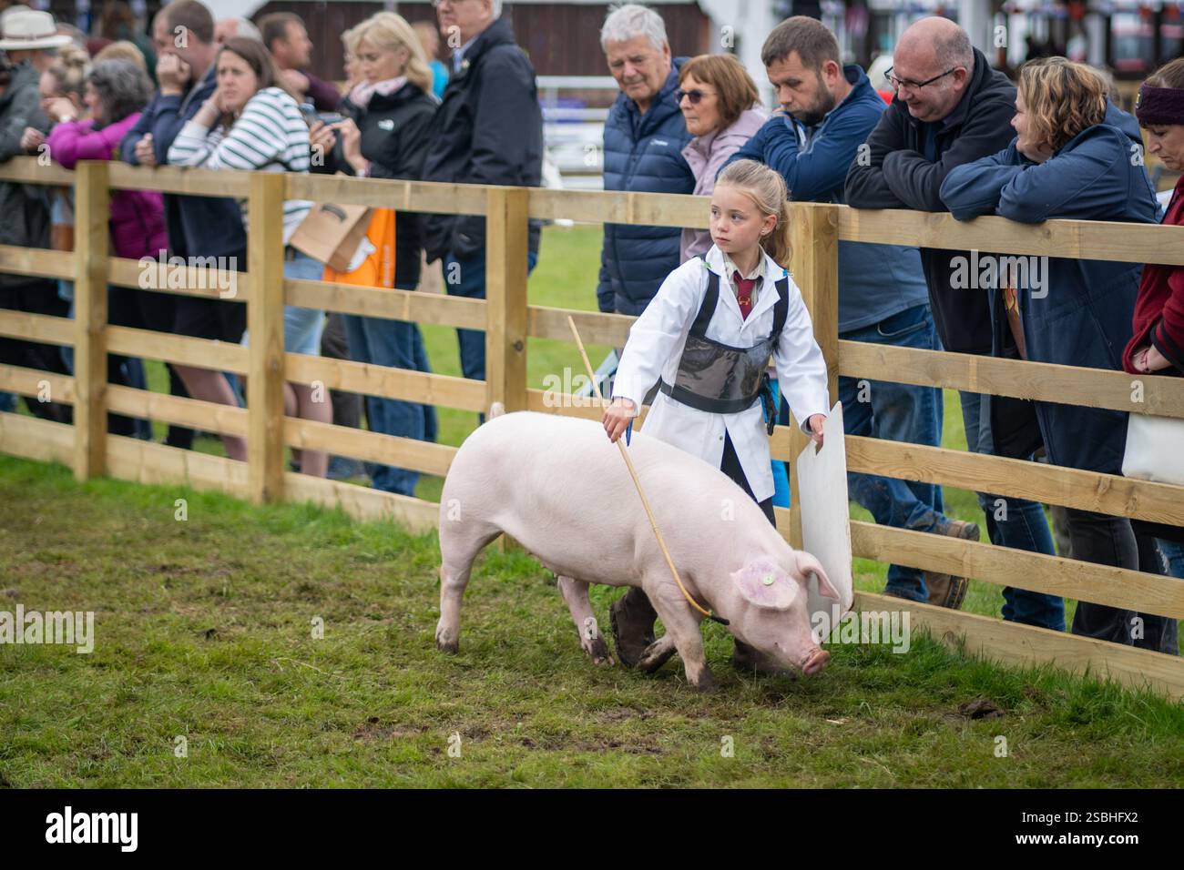 British Lop Pig at The Great Yorkshire Show, England Stock Photo - Alamy